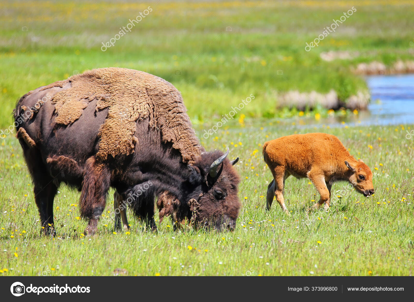 Female Bison