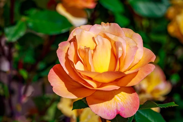 Rose golden color Stock Photos, Royalty Free Rose golden color Images ...