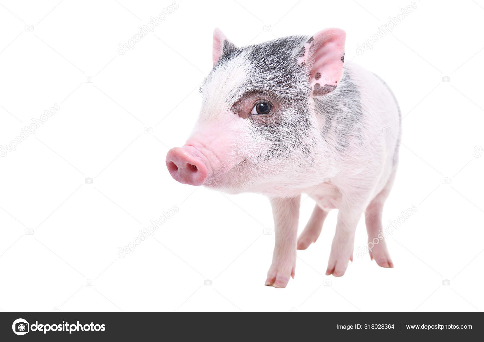 Funny Little Vietnamese Piggy Standing Isolated White Background Stock ...