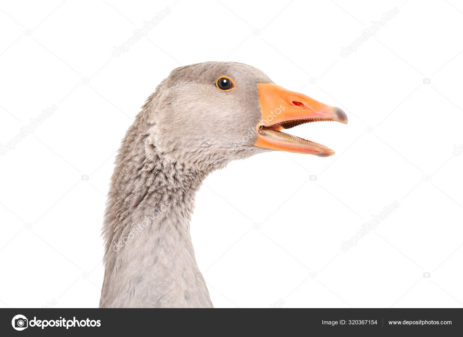 Portrait Talking Goose Closeup Side View Isolated White Background ...