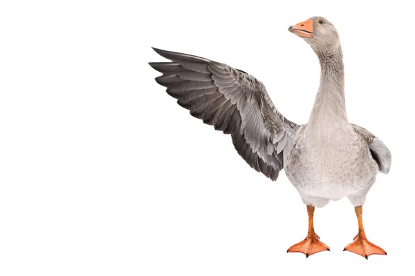 Portrait Talking Goose Closeup Side View Isolated White Background ...
