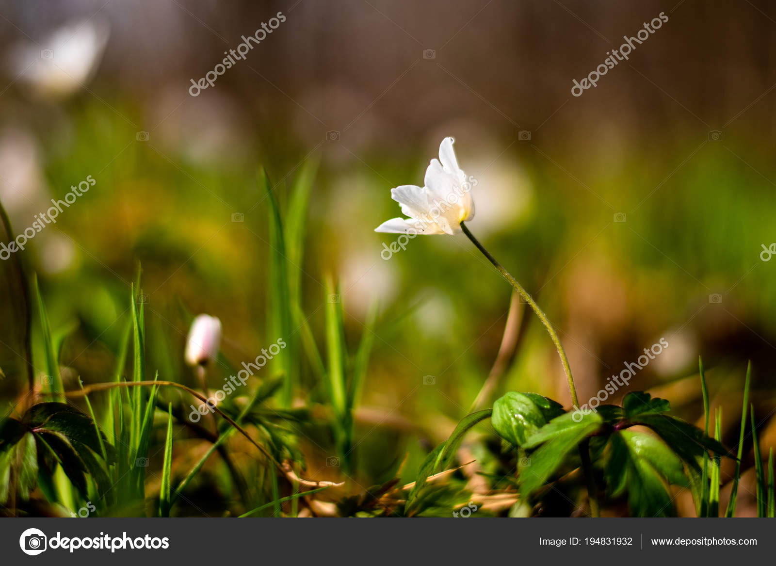 First Spring White Forest Flower Sunny Weather — Stock Photo © tabu911 ...