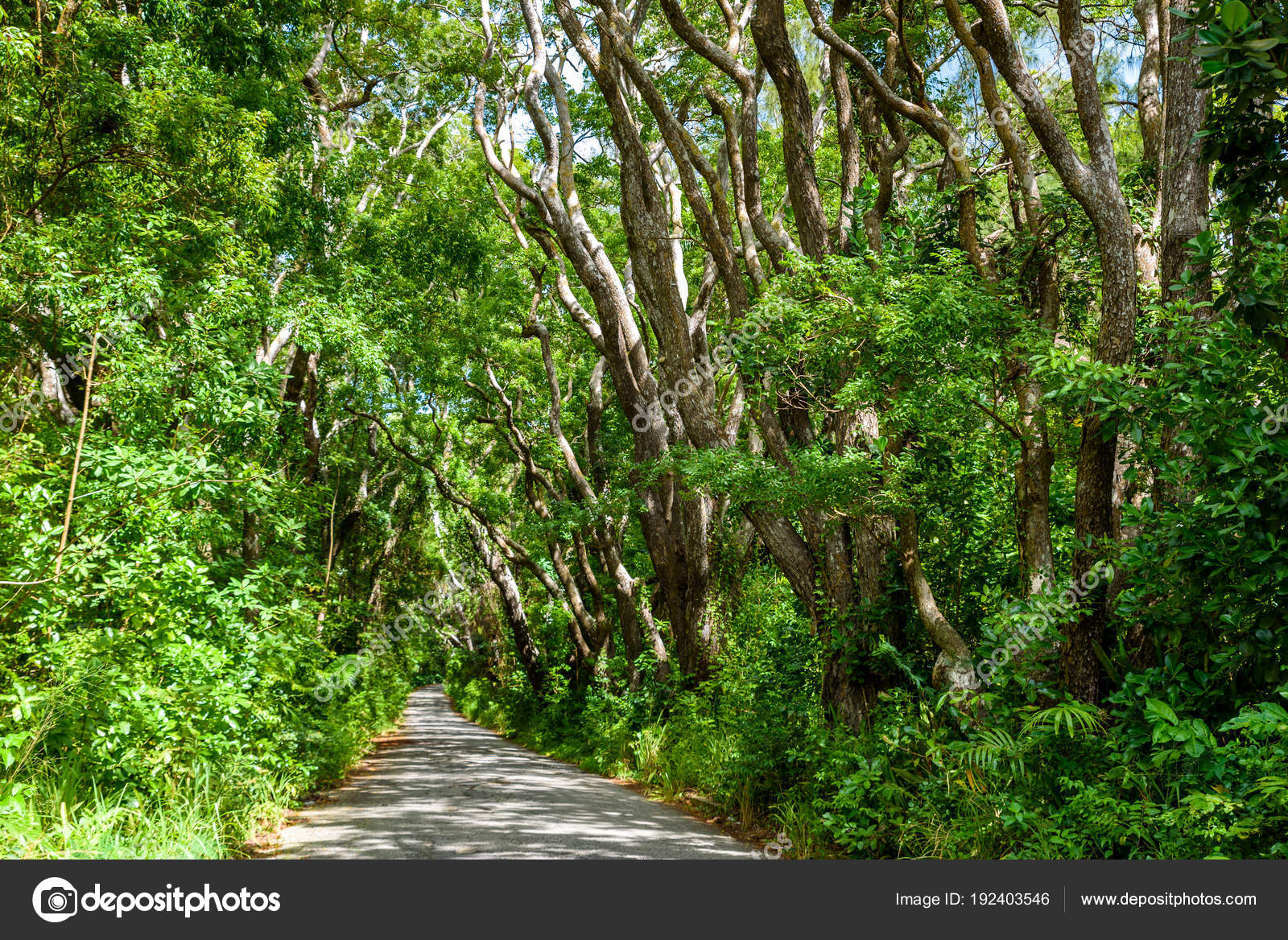 Tree Lined Walk Cherry Tree Hill Reserve Caribbean Island Barbados ...