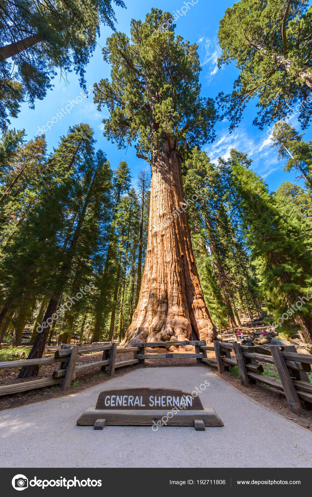 Biggest Tree On Earth