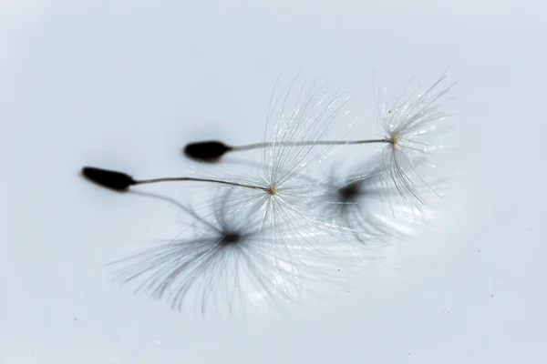 Dandelion flower seeds close up - Stock Image - Everypixel