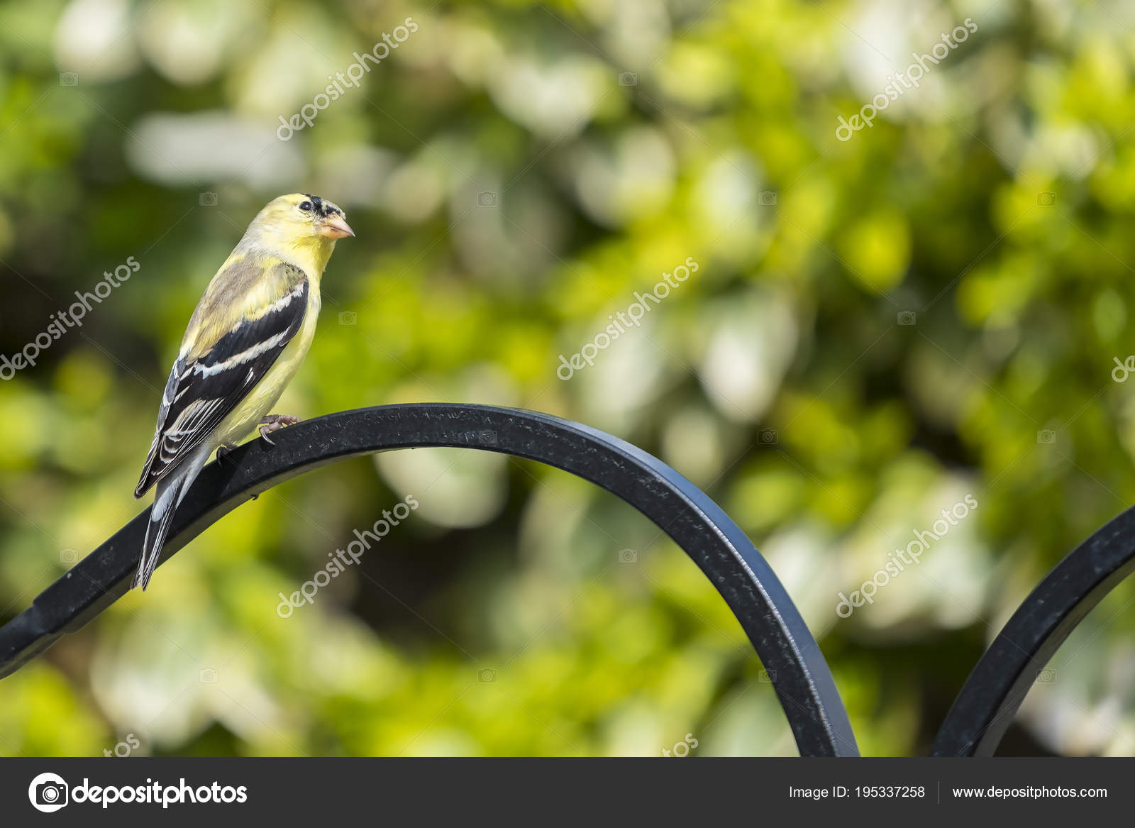 Male Goldfinch Undergoing Change Color Early Spring Perched Shepherd ...