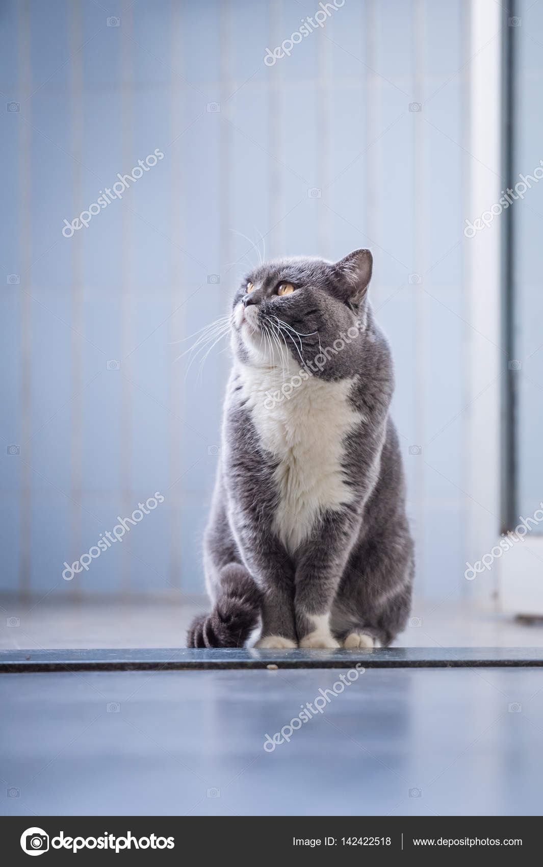 The gray British cat Stock Photo by ©chendongshan 142422518