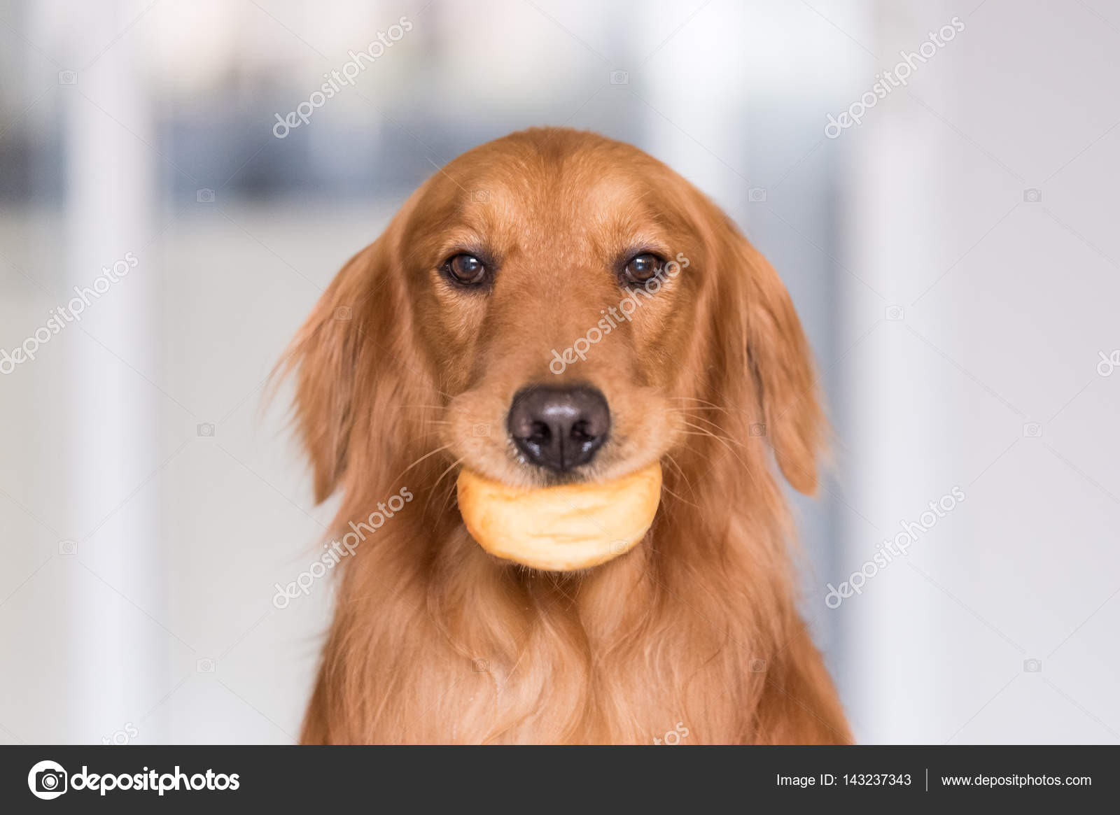Are Dogs Able To Eat Bread