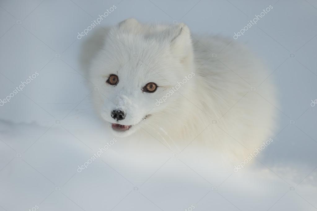 Arctic Fox in Snow Stock Photo by ©Andy_Astbury 125708300