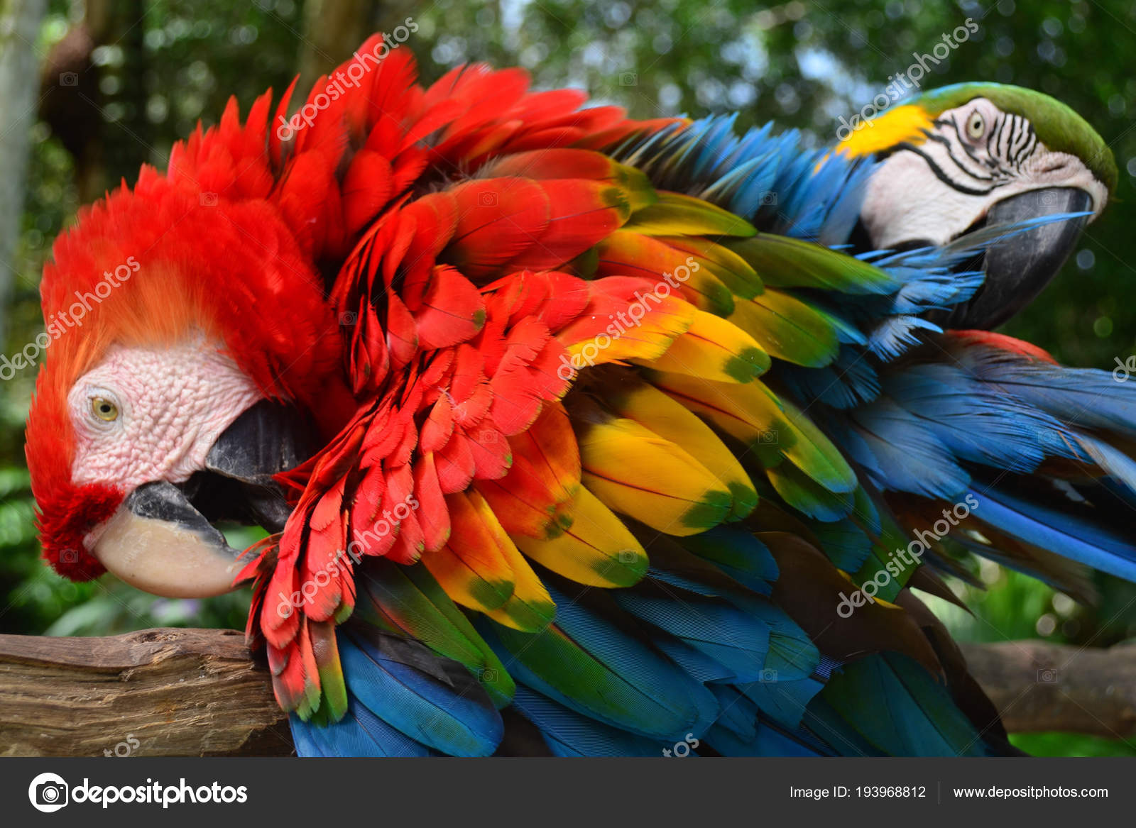 Amazon Rainforest Macaw