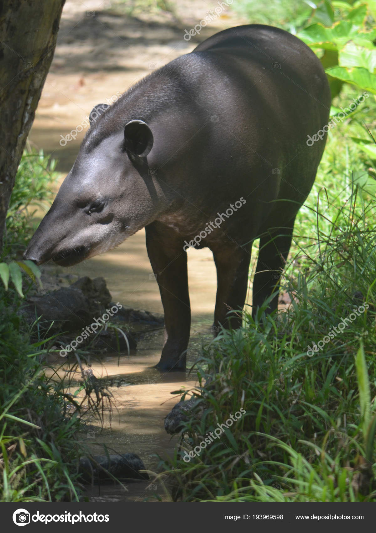 Amazon Tapir
