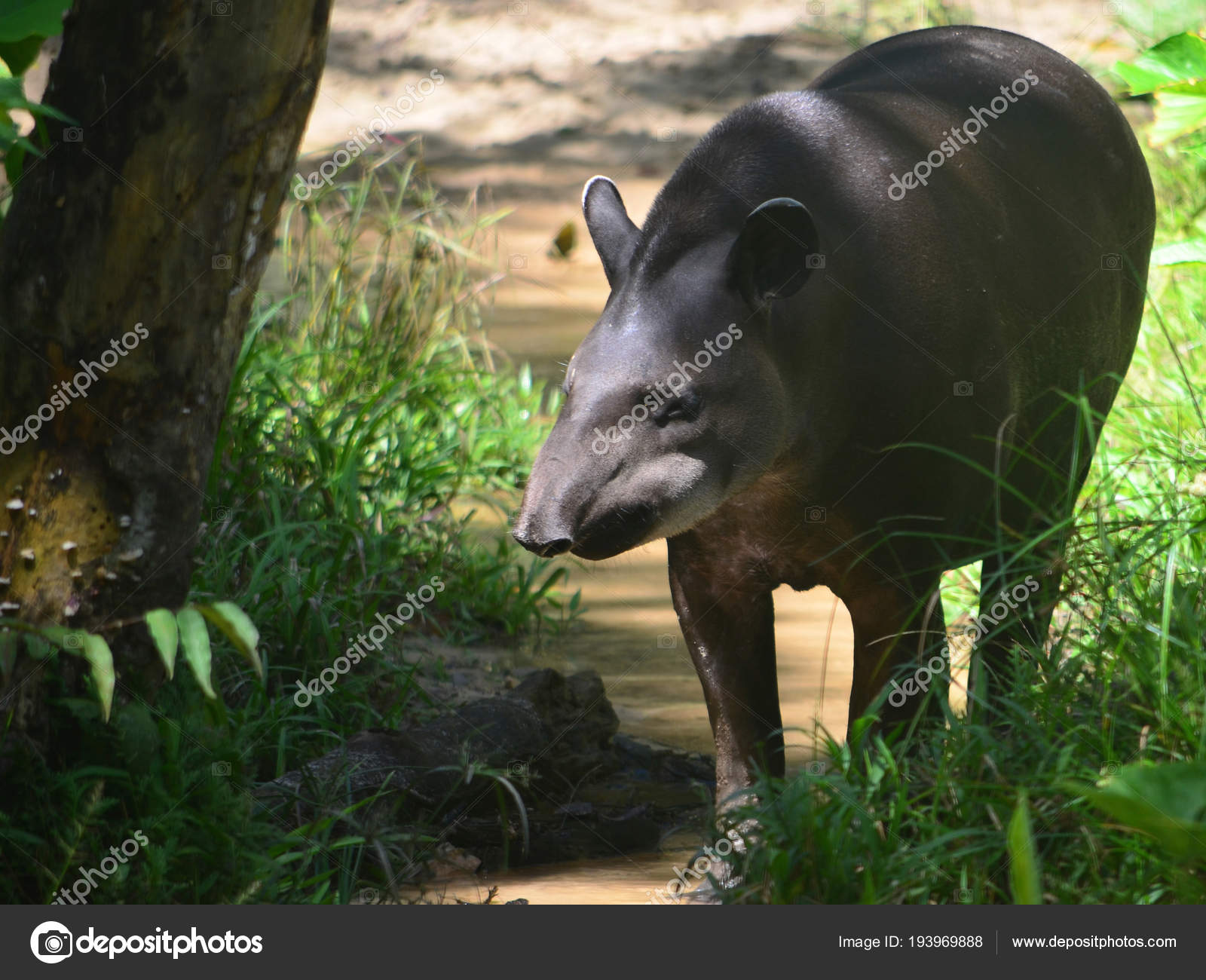 Tropical Rainforest Tapir