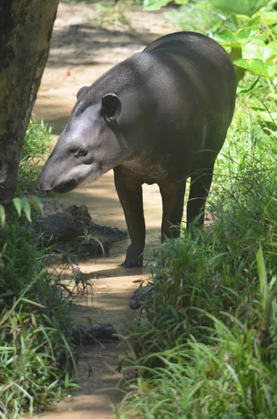 Tapir Selva Amazónica: fotografía de stock © marktucan #193970224 ...