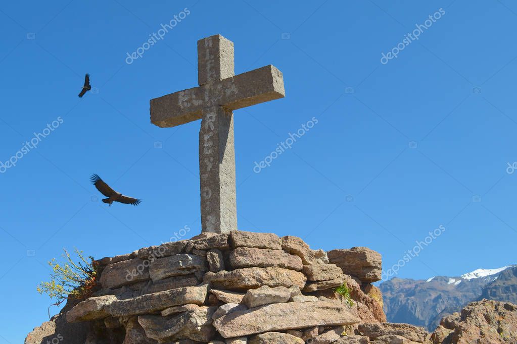 Un cóndor andino (Vultur Gryphus), en la Cruz del Cóndor en el Cañón ...