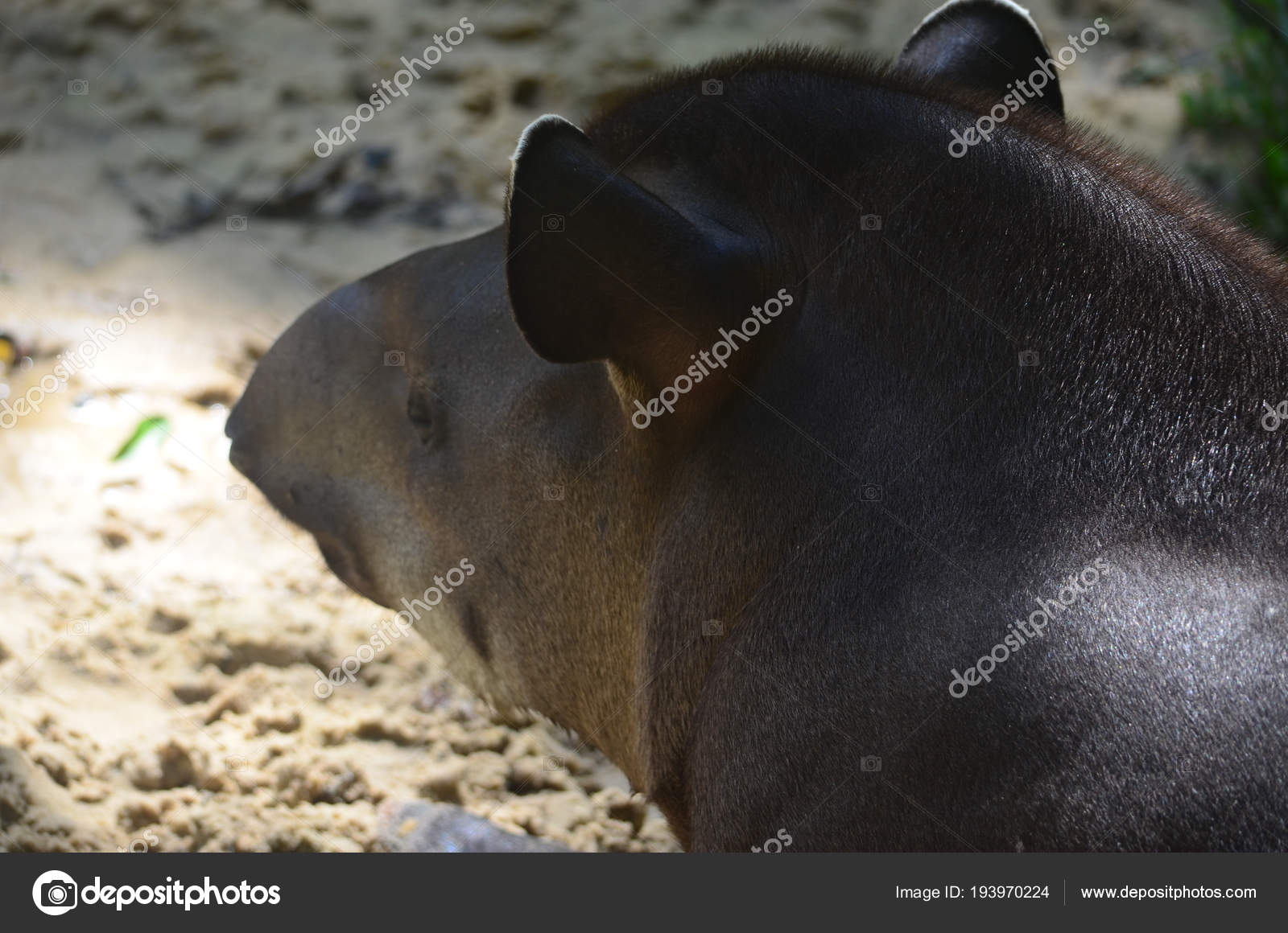 Tapir Selva Amazónica: fotografía de stock © marktucan #193970224 ...