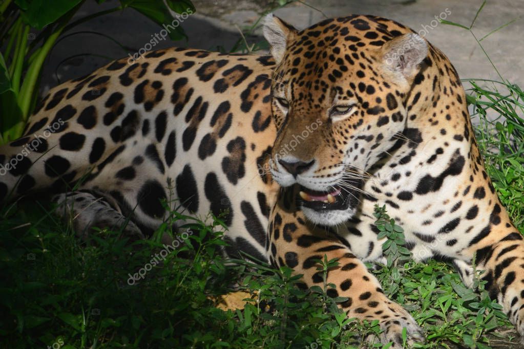 Un Jaguar en la selva amazónica. Iquitos, Perú 2024