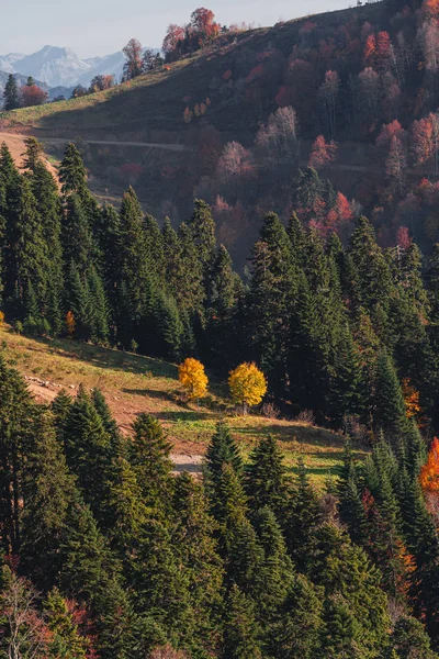 Autumn trees on the side of the mountains. Sochi, Rosa Khutor. Colorful ...
