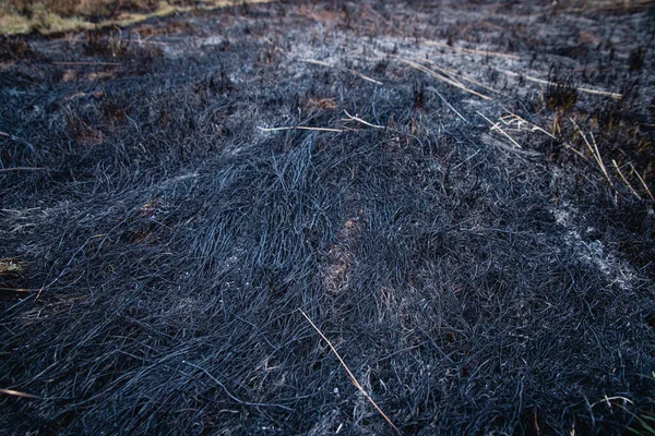 Arbustos queimados Stock Photos, Royalty Free Arbustos queimados Images ...