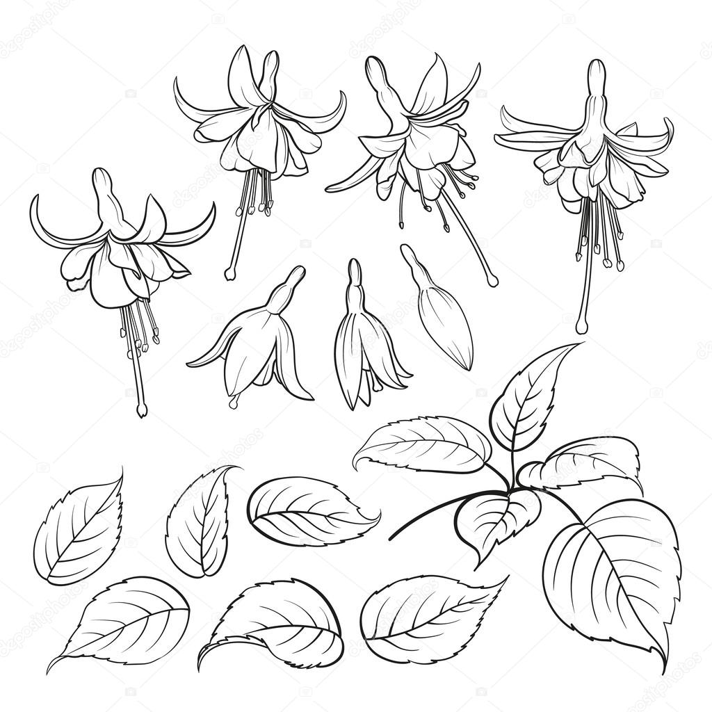 Fuchsia isolated on white background. Stock Vector Image by ©Kotkoa ...