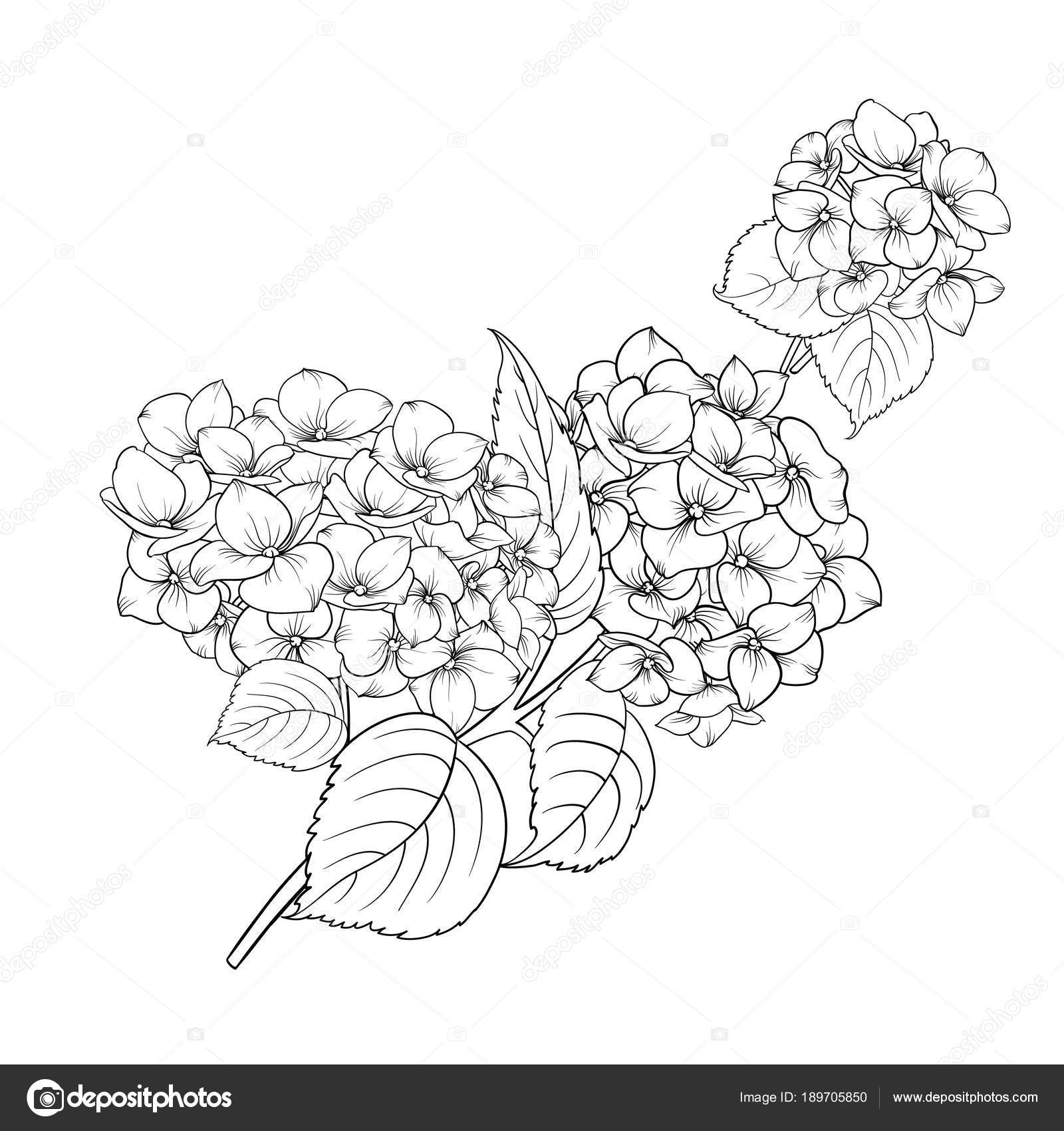 Hydrangea Drawing Vector