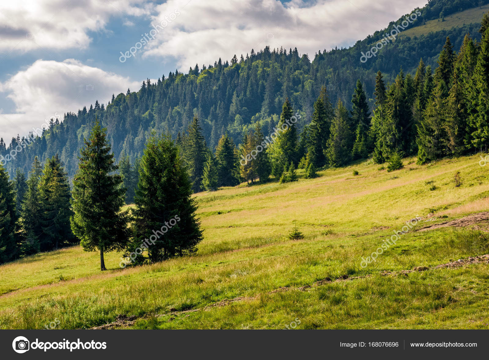 Spruce forest on a mountain hill side — Stock Photo © pellinni #168076696