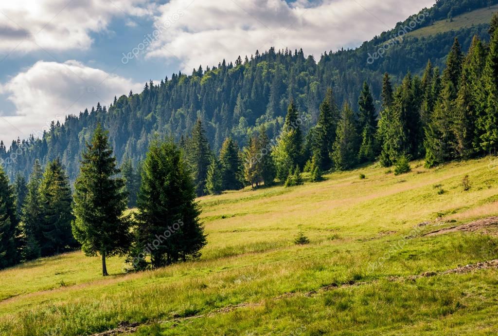 Spruce forest on a mountain hill side — Stock Photo © pellinni #168076696