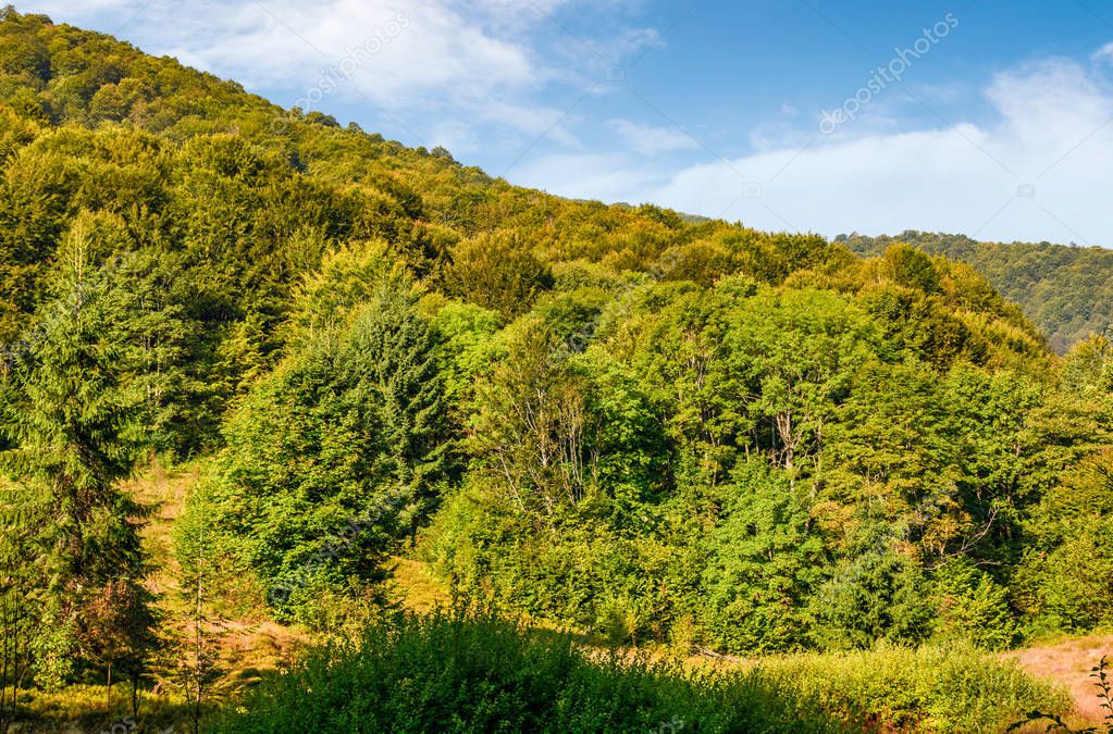 Forest on the hillside in early morning — Stock Photo © pellinni #168087848