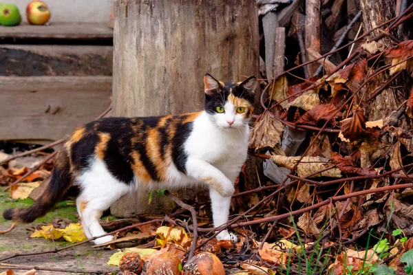 Calico Barn Cats