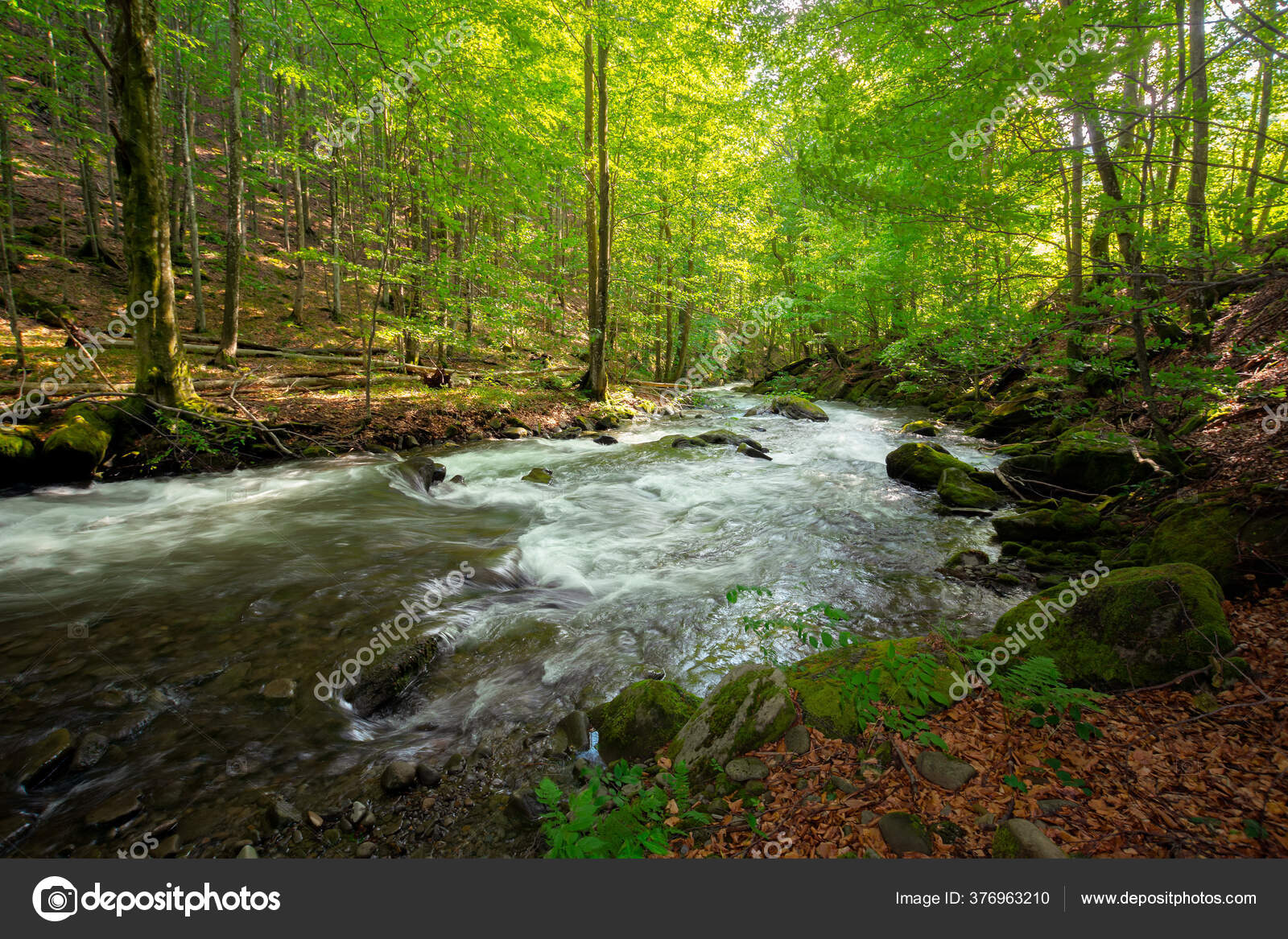 Peaceful Forest Backgrounds