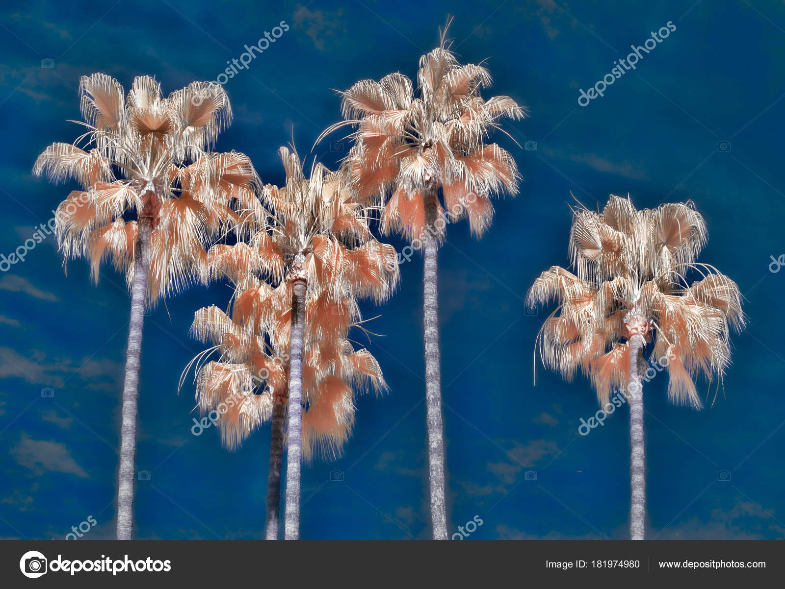 Grouping Four Palm Trees Blue Sky Surreal Infraed Color Stock Photo by ...