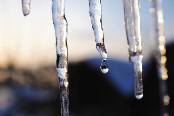 Icicles and a drop of meltwater in a rustic winter landscape in the sunset rays is a very close ...