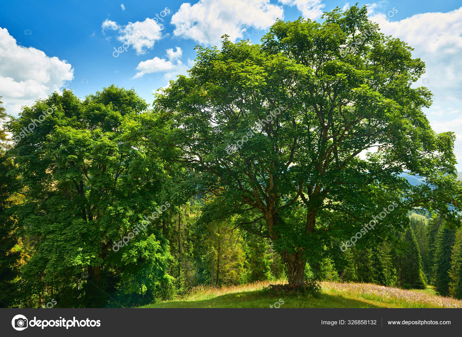 Beautiful big trees and summer landscape, high spruces on hills, blue cloudy sky and wildflowers ...