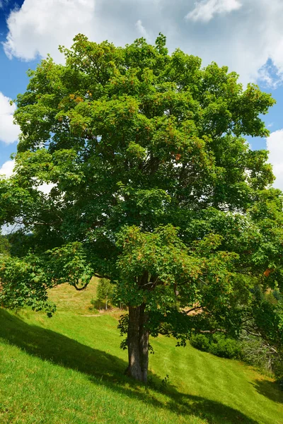 Beautiful big trees and summer landscape, high spruces on hills, blue ...