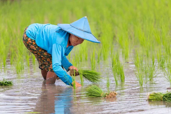 Man planting rice Stock Photo by ©smithore 43287827