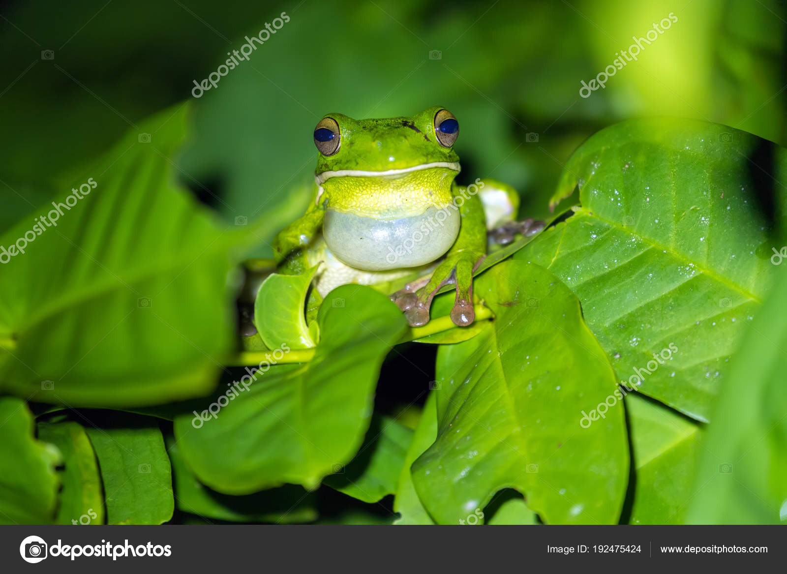Tropical green frog croaking on leaf — Stock Photo © smithore #192475424