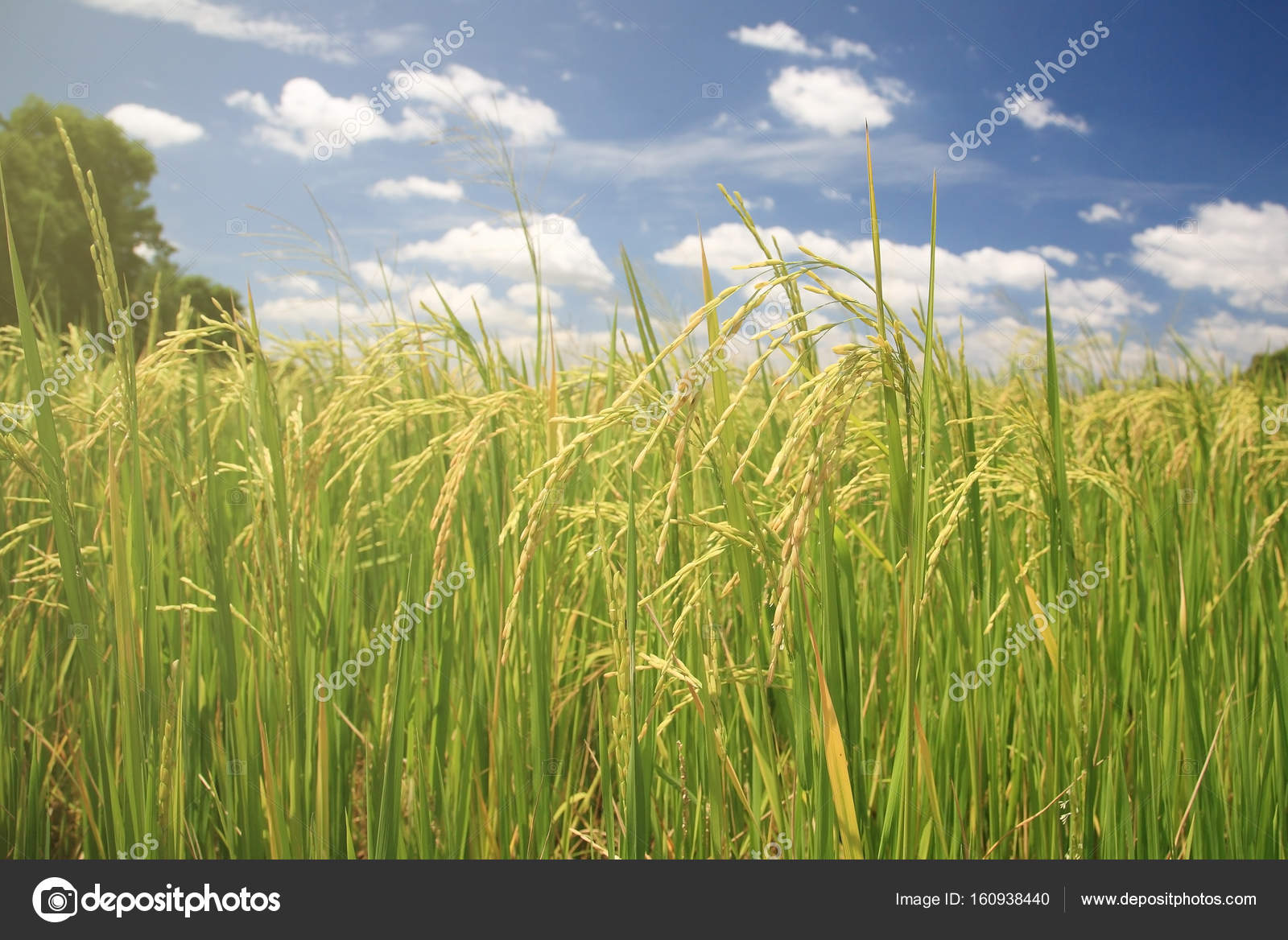 Images: ripe rice field | Ripe rice paddy field — Stock Photo ...