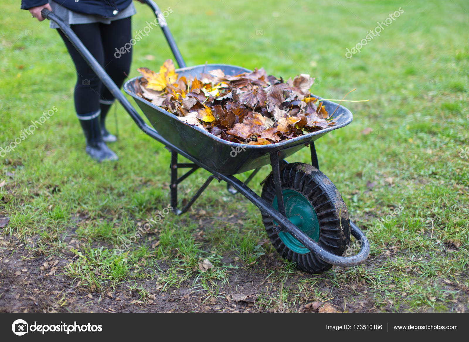 Woman pulling wheelbarrow full of leaves during autumn works Stock ...