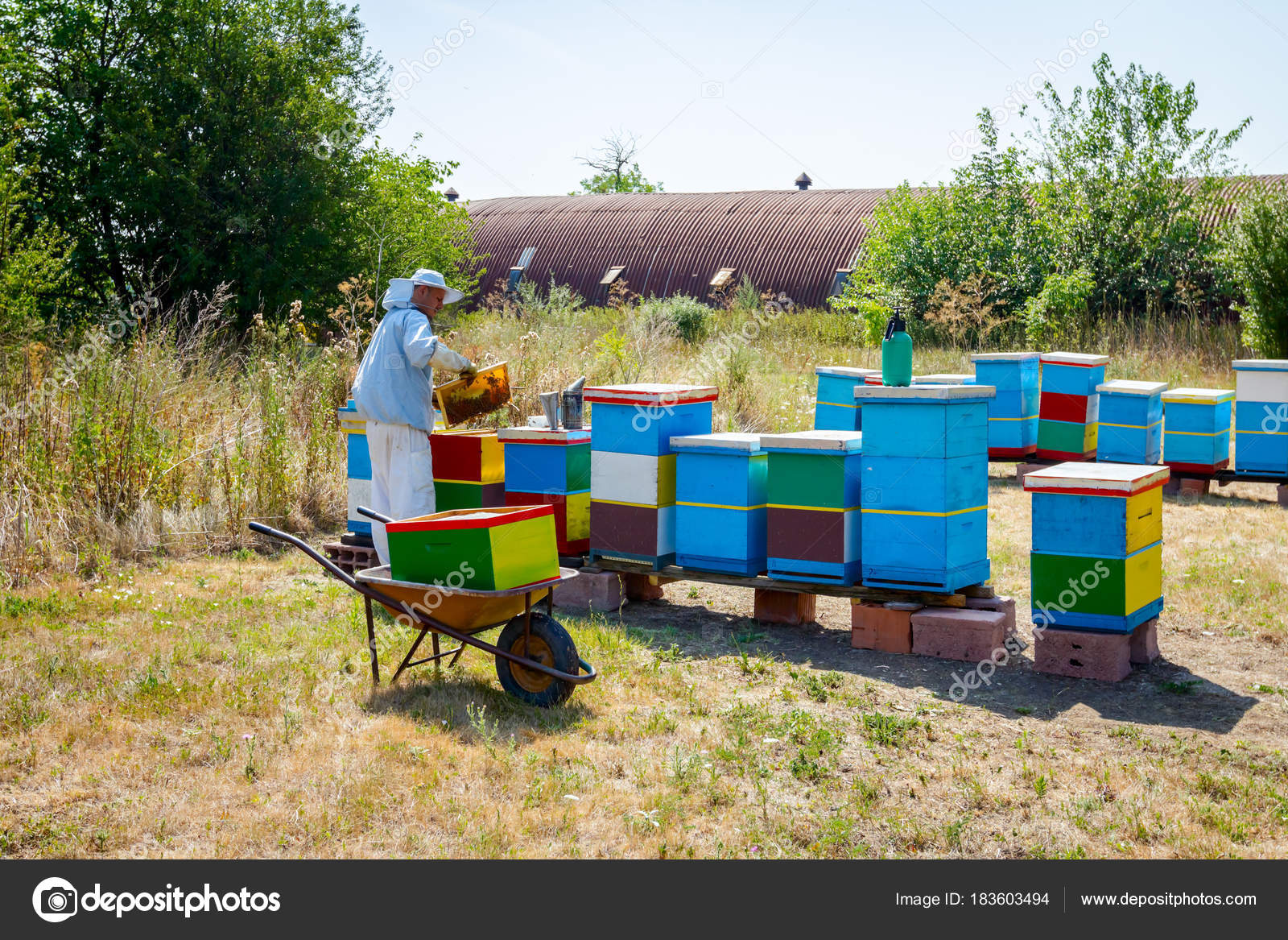 Apiarist, beekeeper is harvesting honey, vintage — Stock Photo ... Apiarist, beekeeper is harvesting honey, vintage — Stock Photo ...