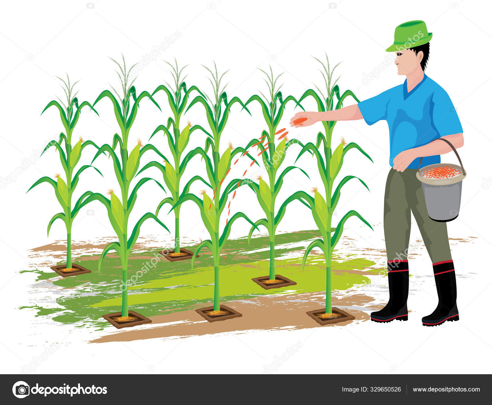 Farmer Manuring Rice Plants — Stock Vector © phoopanotpics #329650526