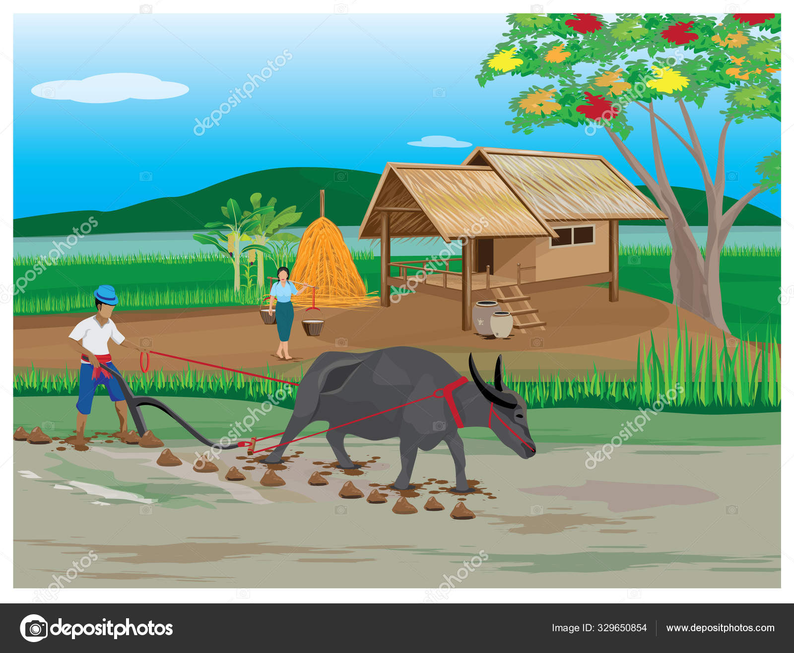 Farmer Plowing Paddy Field Bull Stock Vector by ©picspanotphoo 329650854