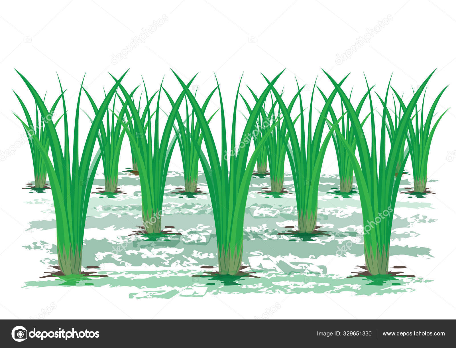 Rice Plant Vector Design Stock Vector Image by ©phoopanotpics #329651330