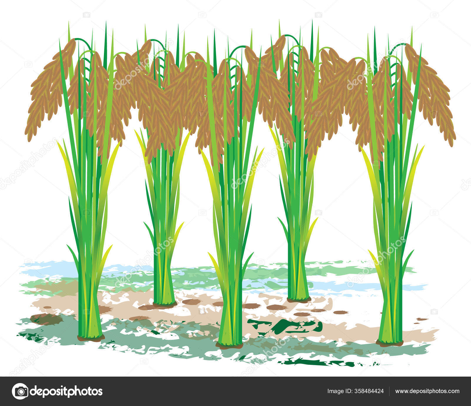 Rice Plant Illustration