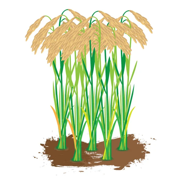 Rice Plant Vector Design Stock Vector Image by ©phoopanotpics #329651330