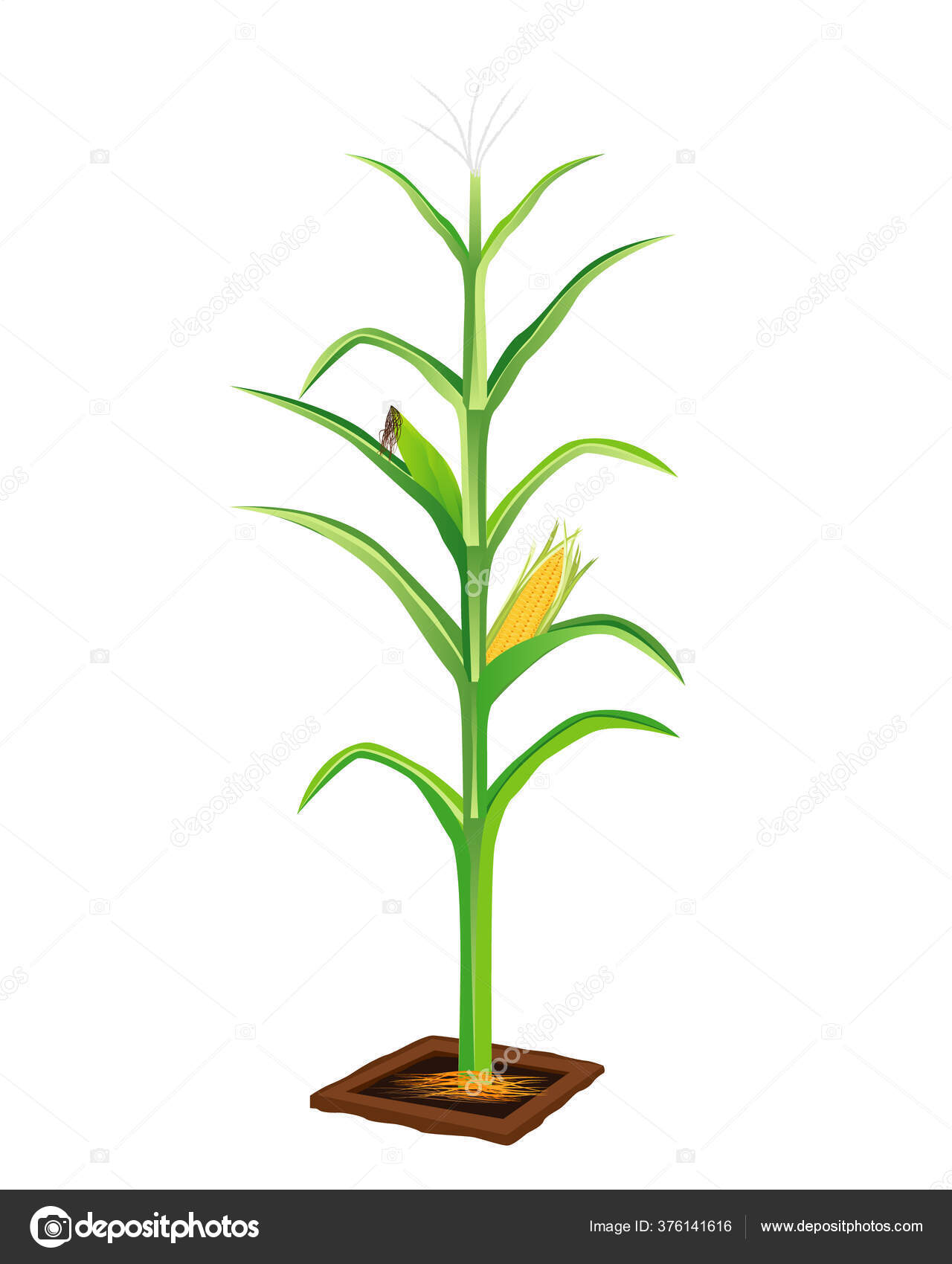 Corn Plant Vector