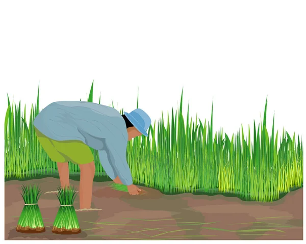 657 Paddy field Vector Images | Depositphotos