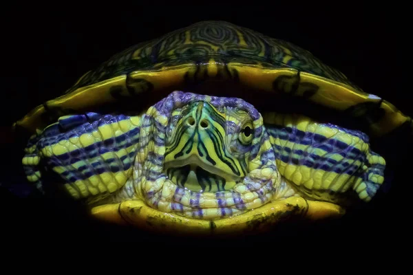 Tortuga de color Stock Photos, Royalty Free Tortuga de color Images ...