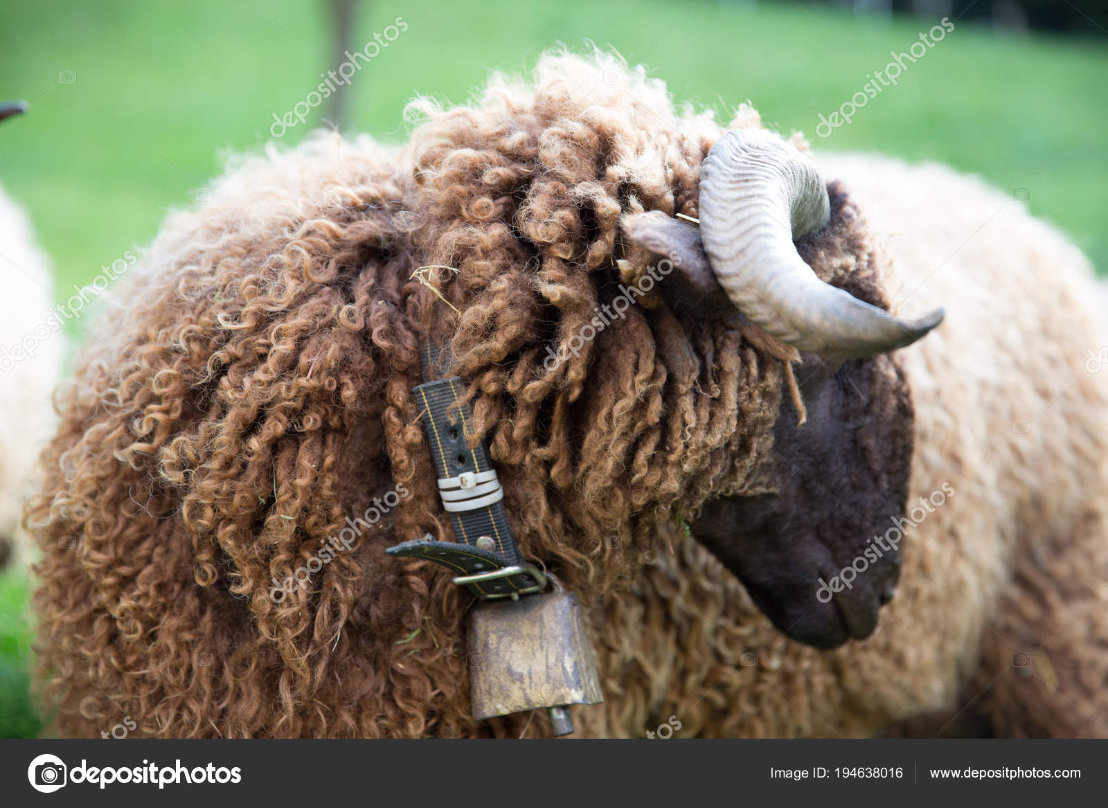 Curly Fur Sheep with Neck Bell in Green Swiss Farm Stock Photo by ...