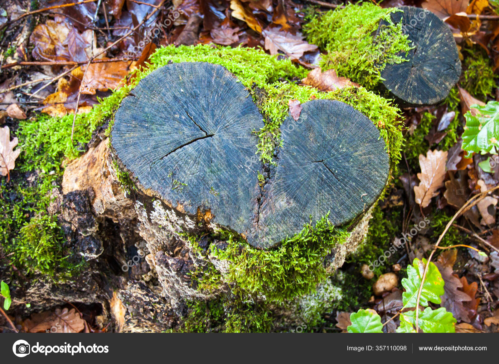 Hearts In Nature Fall
