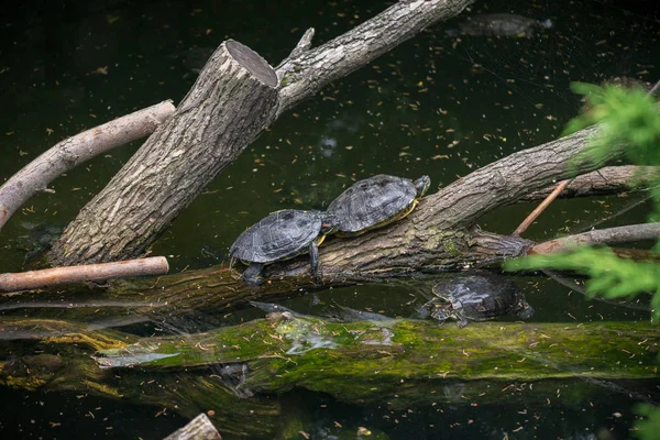 Portfolio: Denniro | Stock Photos, Illustrations and Vector Art ...