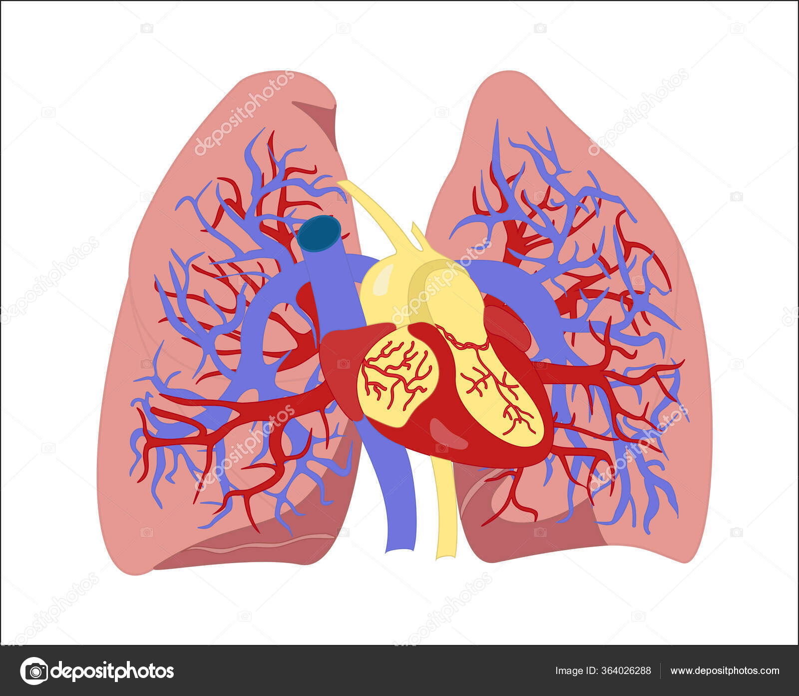 Pulmones Con Ilustración Color Corazón Sobre Fondo Blanco Vector de ...
